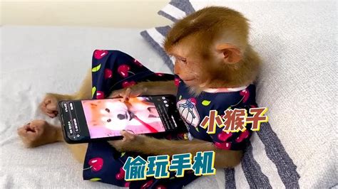 小猴子偷玩手机，假装睡觉欺骗妈妈，成了“网瘾小猴” Youtube