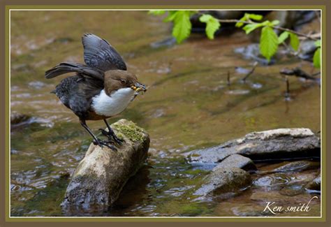 Off To The Nest Dipper Birdforum