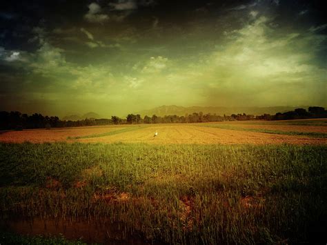 The Lonely Stork By Dima Lauzzana