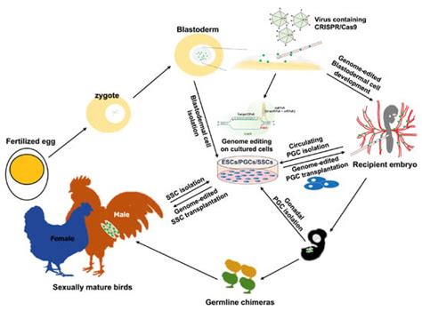 Strategies For The Generation Of Gene Modified Avian Models Advancement In Avian Germline