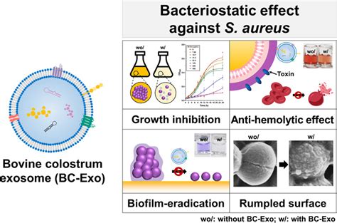 Staphylococcus Aureus Diagram