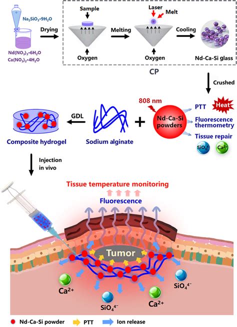 Science子刊：用于光热治疗和烧伤组织修复的生物活性玻璃 知乎