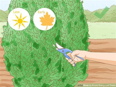 4 Ways To Prune Evergreen Trees Wikihow