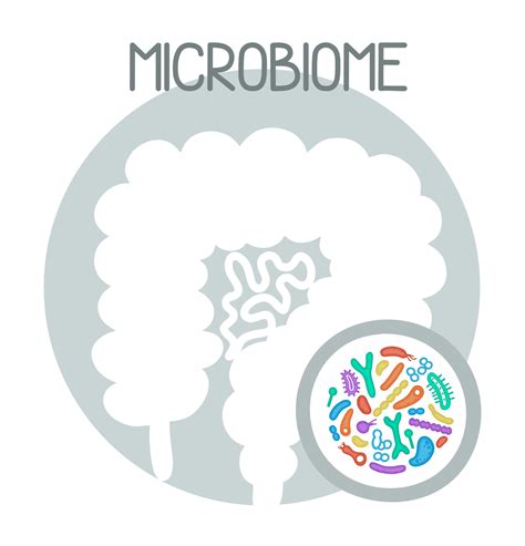 Human Microbiome Illustration With Intestines And Bacteria Vector