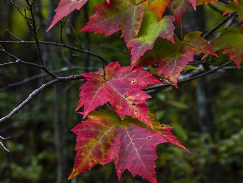 20 Different Types Of Maple Trees Treebanyan Com