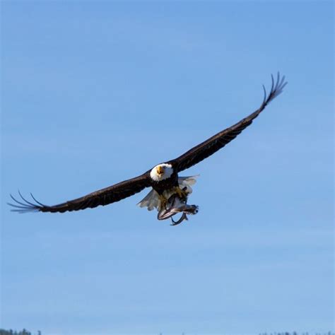 Bald Eagle Facts Diet Habitat And Pictures On Animaliabio
