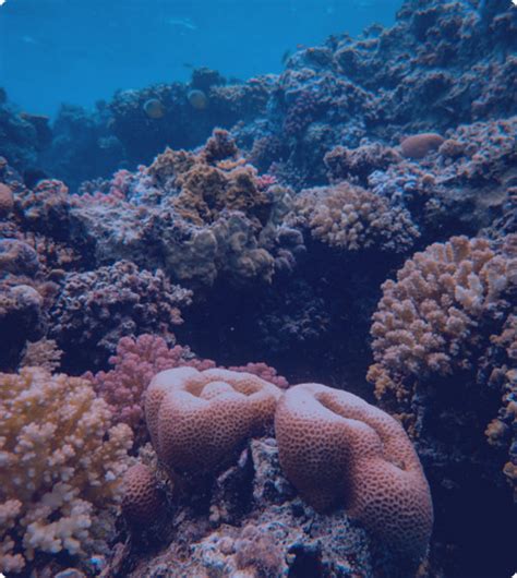 Conoce Las Características Del Ajolote Mexicano Michin Puebla Aquarium