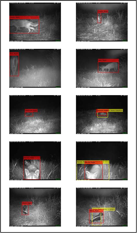 sample results of detection and classification of faster r‐cnn