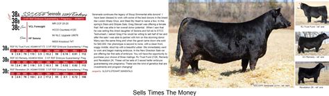 Lot 38b Sloup Simmentals The New Direction Sale Dvauction