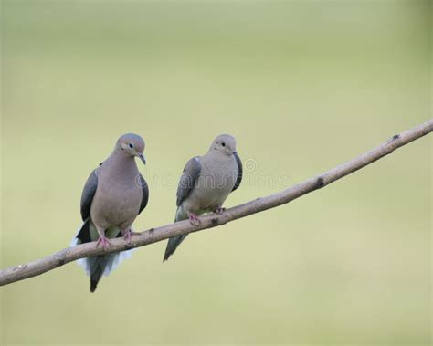Mating Pair Of Mourning Doves Stock Image Image Of Hunting