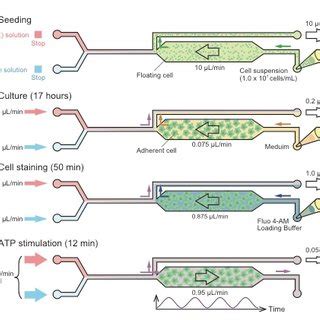 Procedure For ATP Stimulation Seeding Culturing Cell Staining And