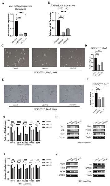 Yap1 Affects The Prognosis Through The Regulation Of Stemness In