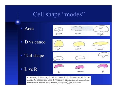Models For Cell Shape And Actin Filament Distributions