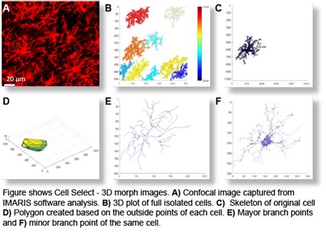 Github Cgk Laboratorycellselect 3dmorph 3dmorph Is A Matlab Based Script That Analyzes