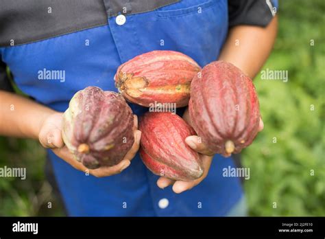 Cocoa Bean Farmer Holds Freshly Harvested Coco Pods In Mamuju Regency