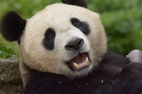 大熊猫浦浦 百度百科