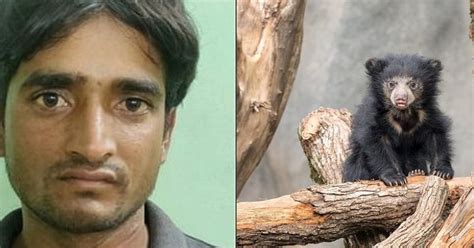 Indian Man Who Killed Tigers Peacocks Boars And Ate Bear Penises Has