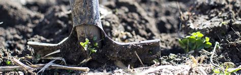 Tree Planting Tips For Healthy Trees Northern Virginia Green Vista