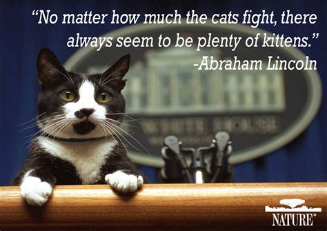 Love Cat Quotes