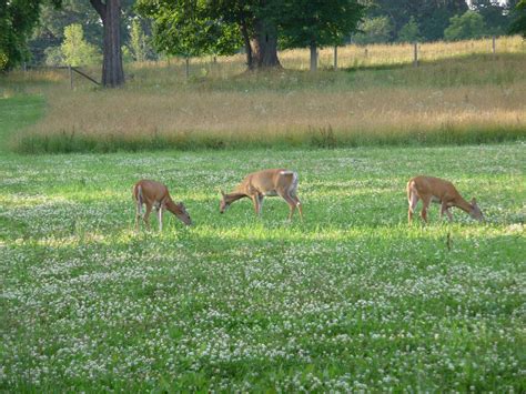 Growing The Best Food Plot For Deer Good Game Hunting