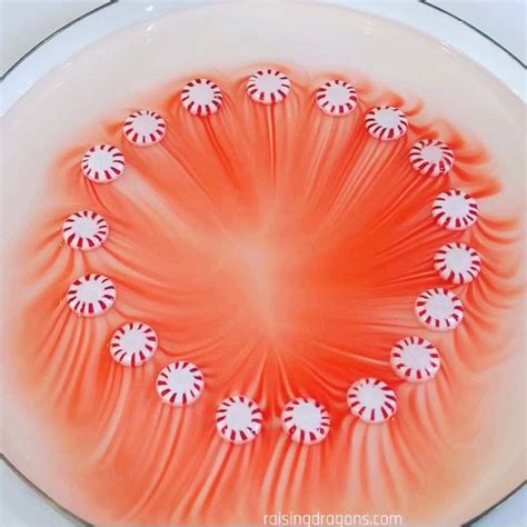 Peppermint Candy Disc Science Experiment Peppermint Disc Swirls ⛄️ It