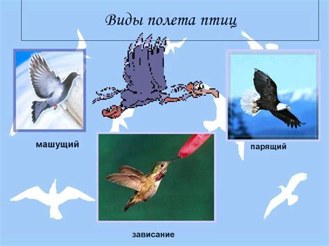 Внешнее строение птиц Опорно двигательная система птиц презентация онлайн