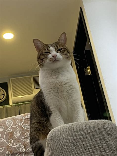 How To Use The Cats Object Detection Api