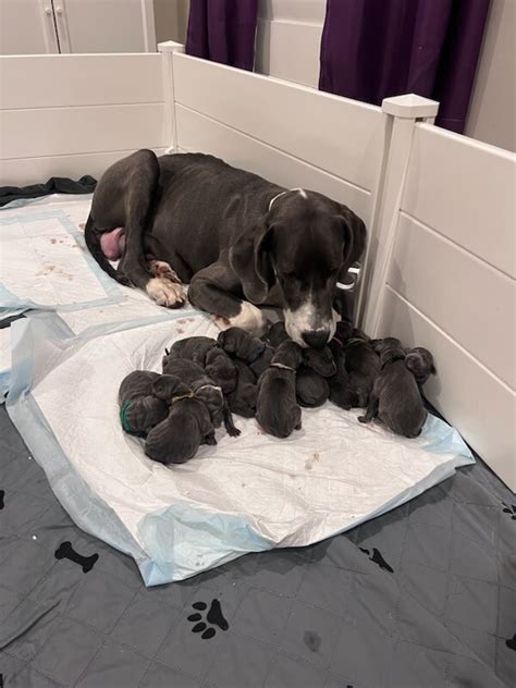 North Carolina Rescue Takes In Pregnant Great Dane Gives Birth To 15