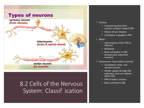 Introduction To The Nervous System Scientist Cindy