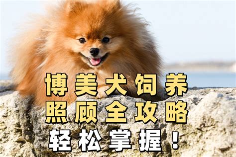 博美犬饲养葡萄大山谷图库