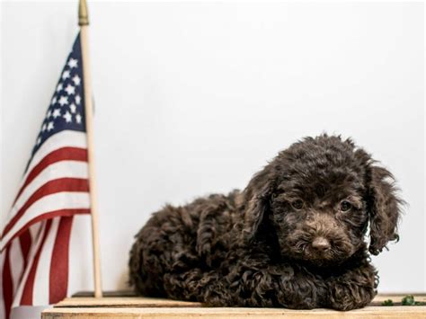 Cockapoo Pet City Pet Shops