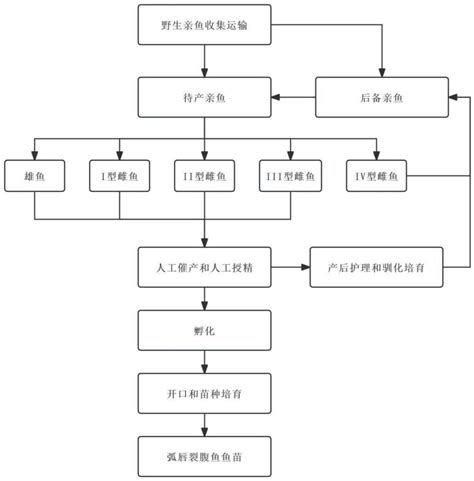一种弧唇裂腹鱼的分级人工繁育方法