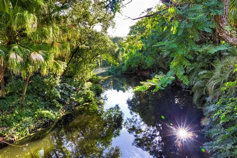 The Problem With Florida Palm Trees Native Vs Non Native Palms
