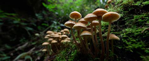 Mexico Reopens The Debate On Psilocybin Mushrooms Iceers