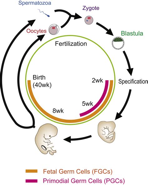Human Germline Cell Development From The Perspective Of Single Cell