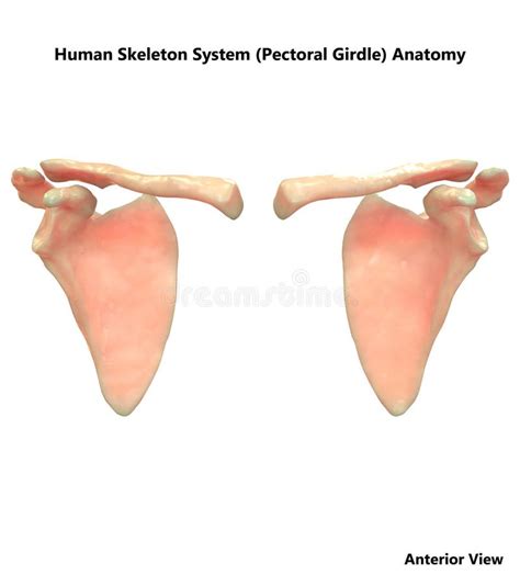 Shoulder Girdle Unlabeled