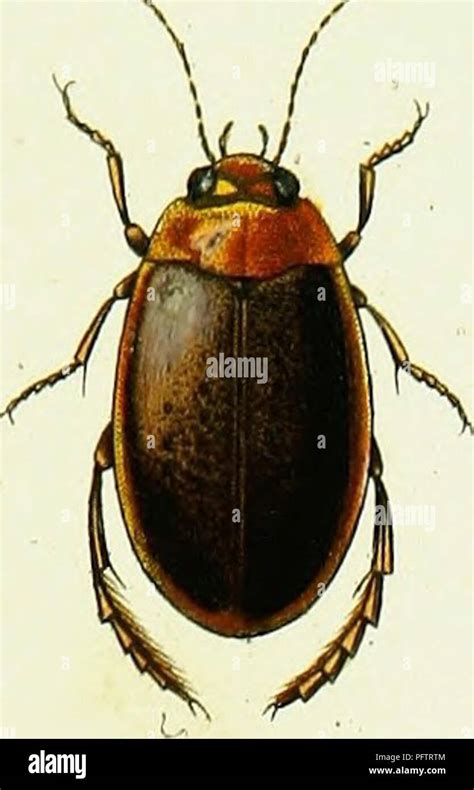 This Image Showcases An Illustration Of European Beetles Focusing On