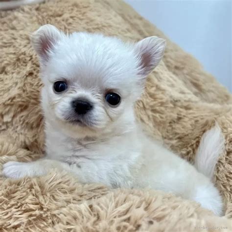 子犬をお迎えいただいたお客様の声口コミ・評判 全104933件中 31 ～ 60件目を表示｜みんなのブリーダー｜みんなのブリーダー
