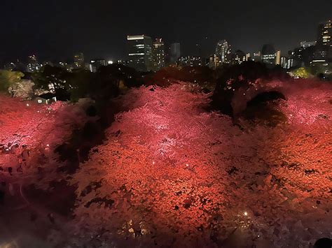 【2025年最新】福岡県のお花見スポット9選 桜の見頃の時期から鑑賞する穴場・ライトアップが見れる場所までご紹介
