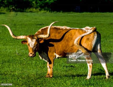Longhorn Cattle Photos And Premium High Res Pictures Getty Images