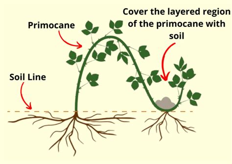 Ultimate Guide To Propagating Raspberries Plants Craze
