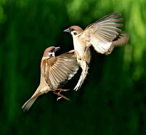 Pin by Hamza Khan Hk on Bᴇᴀᴜᴛɪғᴜʟ Bɪʀᴅs Cute birds Beautiful birds