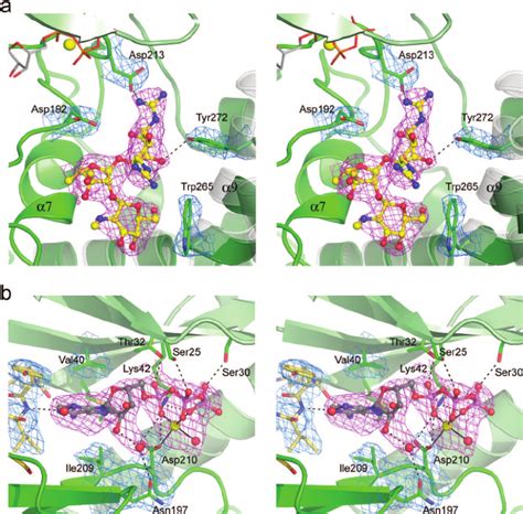 Binding Sites In The Ternary Complex A Stereo View Of Streptomycin Download Scientific