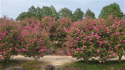 제주 카멜리아 힐 방문 동백 꽃과 오솔길 Youtube