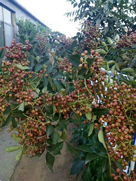 花椒苗 大红袍花椒苗价格价格一棵 八方资源网