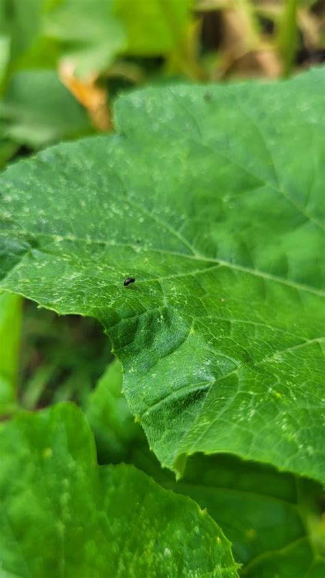 What Is This Bug Nc Rvegetablegardening