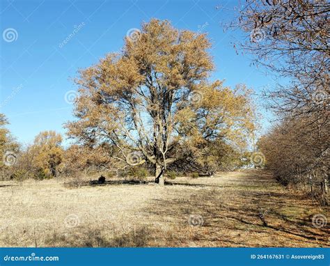 Large Old Elm Tree In The Fall Season Stock Image Image Of Landscape