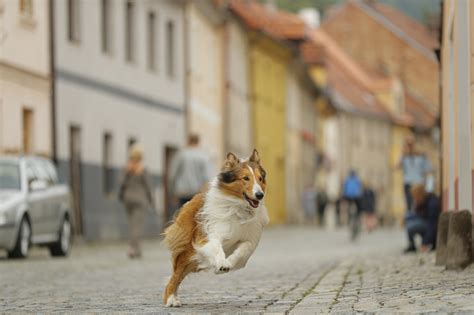 Lassie Kommer Hem 2020 Moviezine