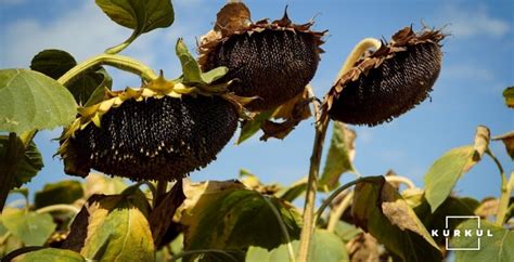 Аграрії Хмельниччини розпочали збір сої та соняшнику — КУРКУЛЬ