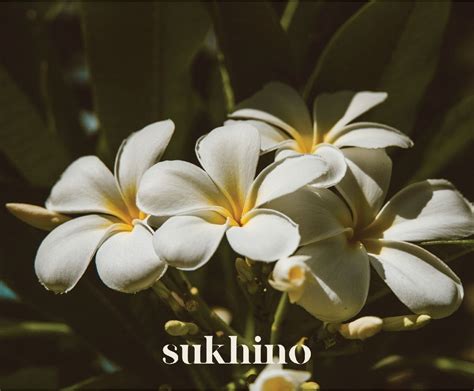 열대 낙원의 꽃향기 천연 프랑지파니 텀블벅 크리에이터를 위한 크라우드펀딩